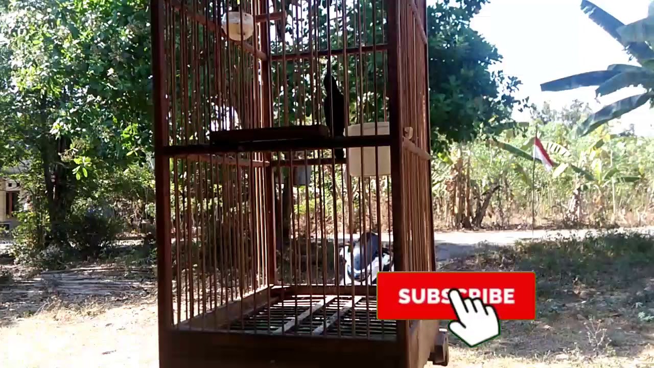 Kolibri Ninja hanya dengan madu dan susu-hummingbirds. - YouTube