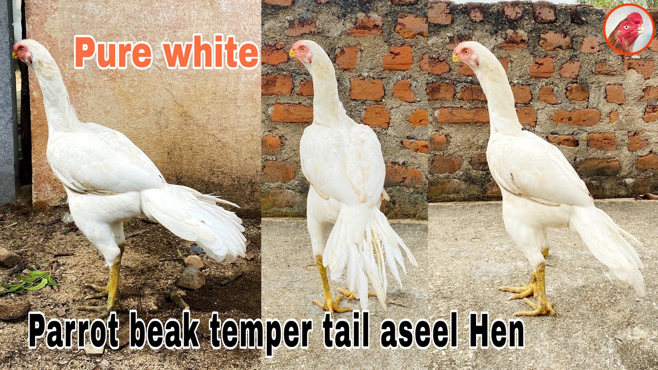White parrot beak tempertail upcoming breeding hen || Pure white murgi ...