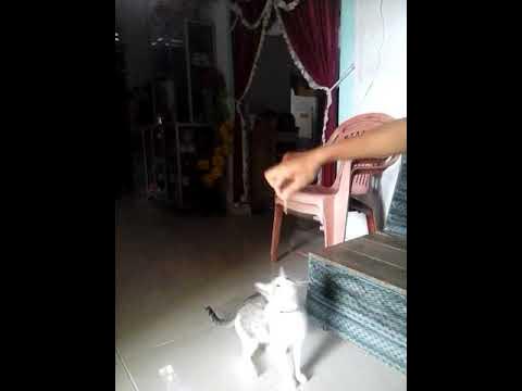 Ryan Bokep Lucu buanget. Kucing vs wanita - YouTube