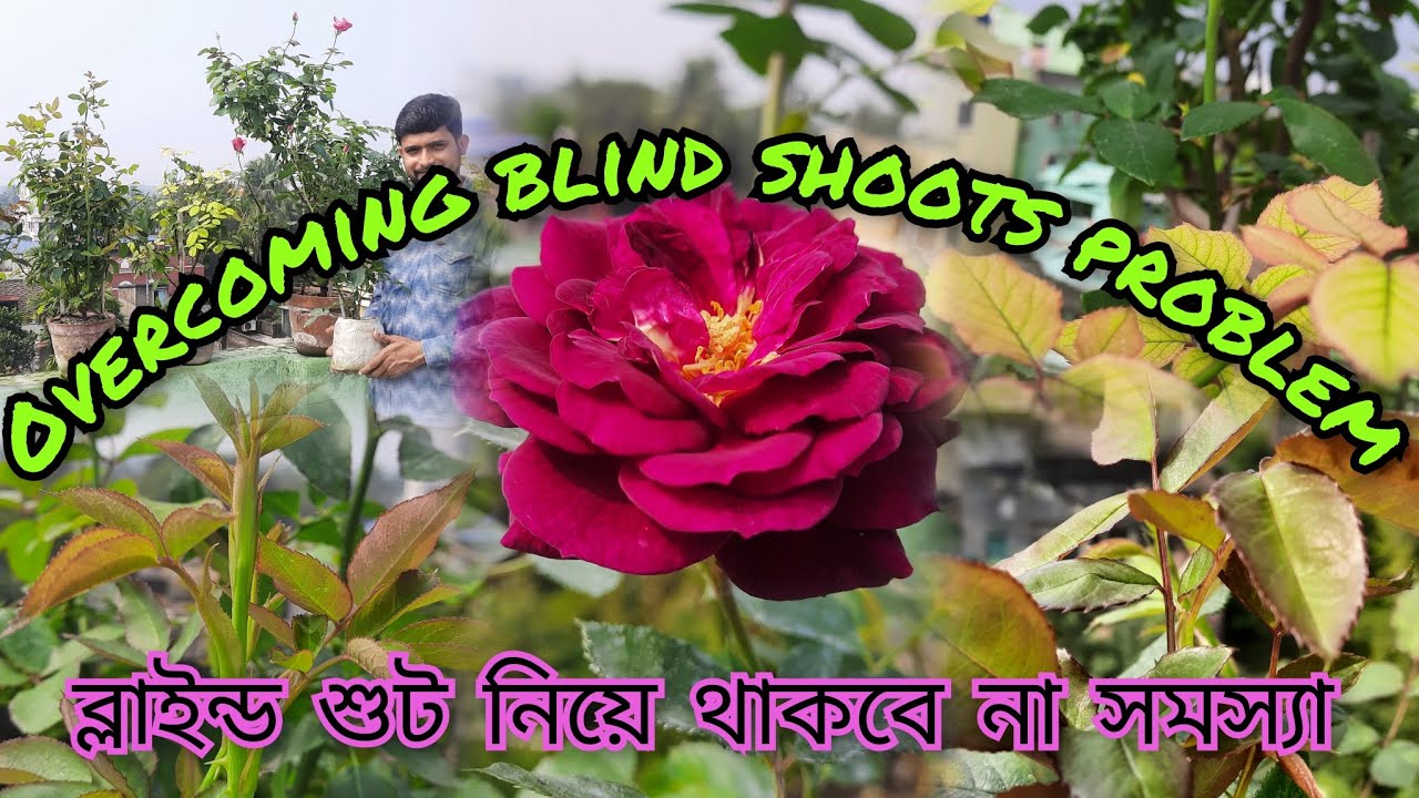 Blind shoot in roses and it's care। গোলাপের ব্লাইন্ড শুট থেকে মুক্তি ...