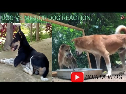 Dog VS Mirror dog reaction/very funny dog video/Bobita vlog - YouTube