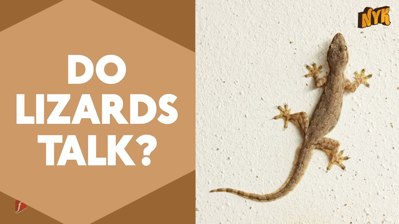 Top 5 surprising facts about lizards - YouTube