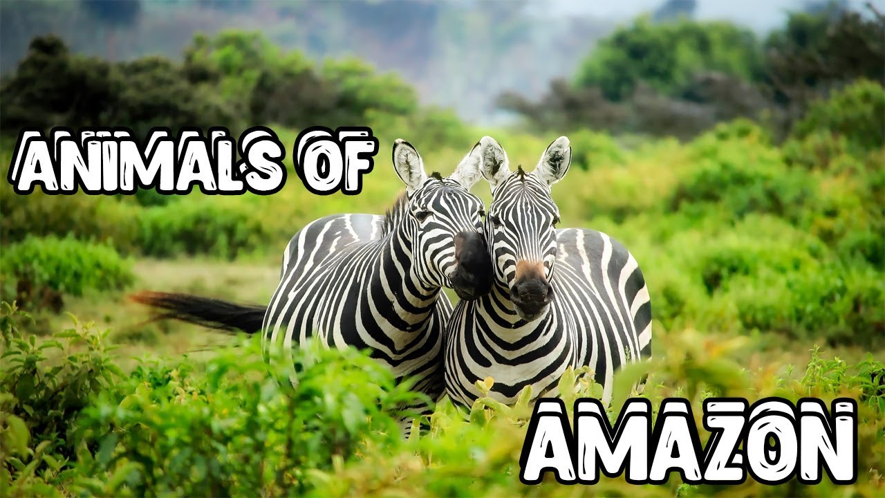Animals of Amazon 4K - Animals That Call The Jungle Home | Amazon ...