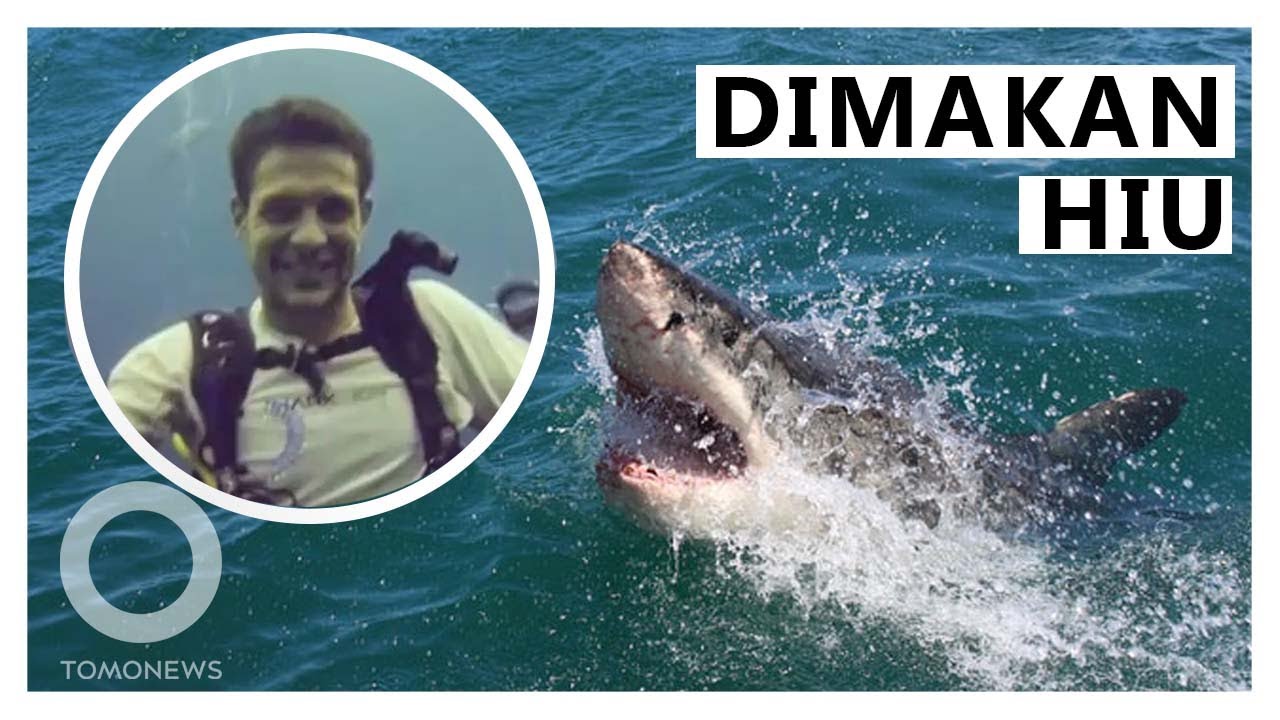 Perenang Dimakan Hidup-Hidup oleh Hiu Putih Besar - YouTube