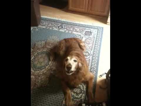 Jimmy Dog, we'll miss you! - YouTube