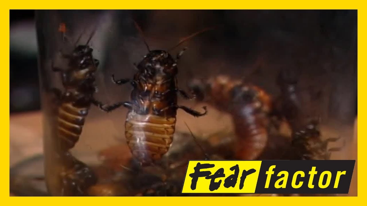 Fear Factor US Season 2 Episode 15: Roaches 😲 - YouTube