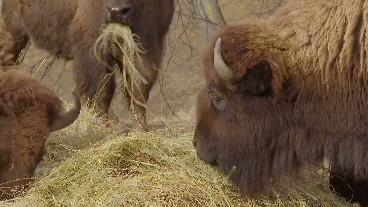 Exclusiv în România: Castelul, bizonii şi reteta (@TVR1) - YouTube