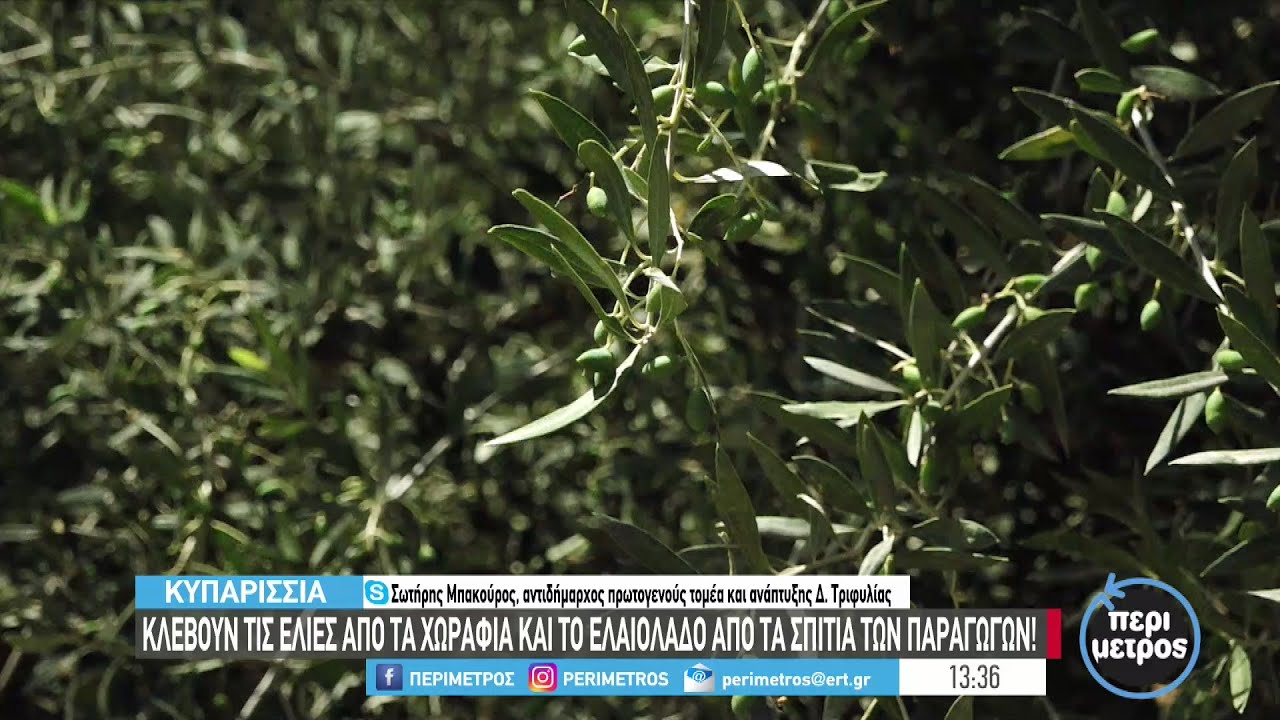 Κλέβουν τις ελιές από τα χωράφια και το ελαιόλαδο από τα σπίτια των ...