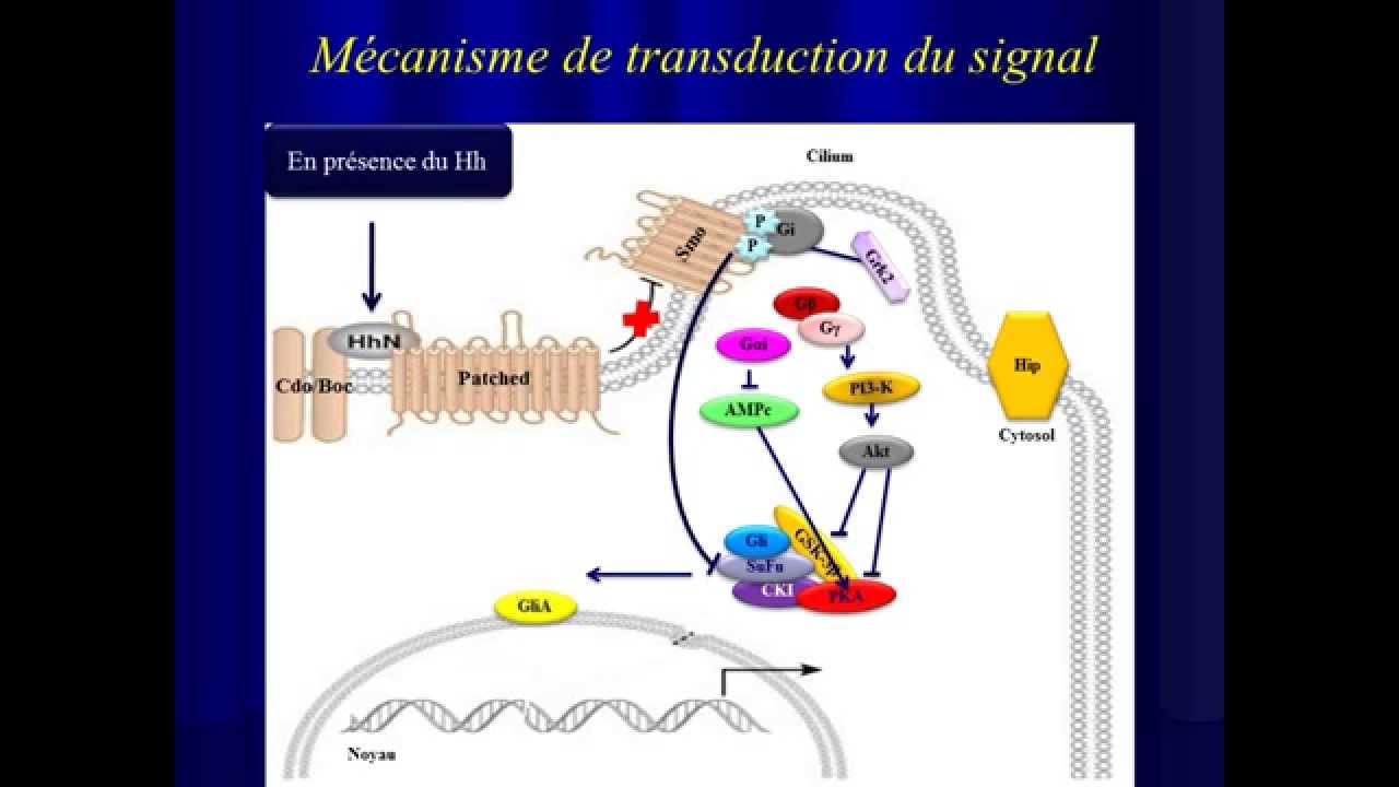 La signalisation cellulaire par Hedgehog - YouTube