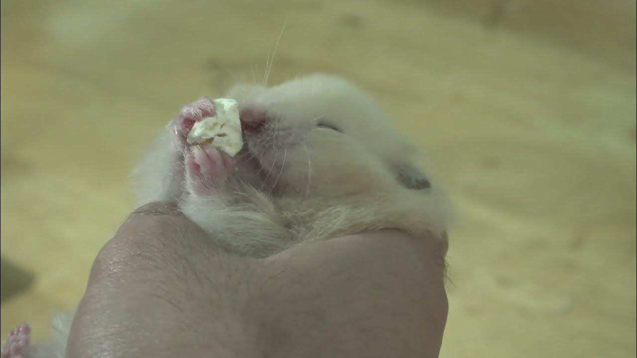 Hamster Shop Documentary: Pet Fables (Singapore) - YouTube