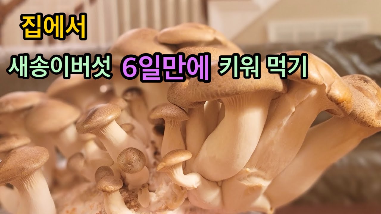 Grow King Oyster Mushrooms At Home at Hayden Champ blog
