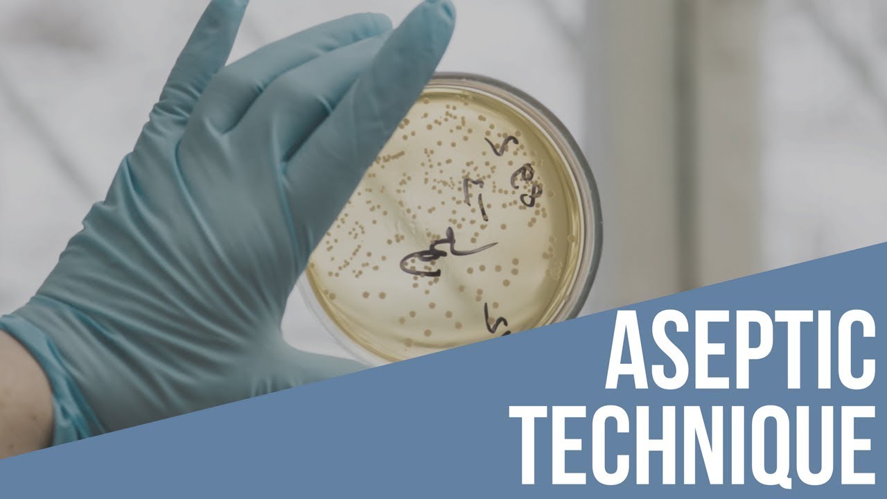 BCS-200 Aseptic Technique Streak for Isolation - YouTube