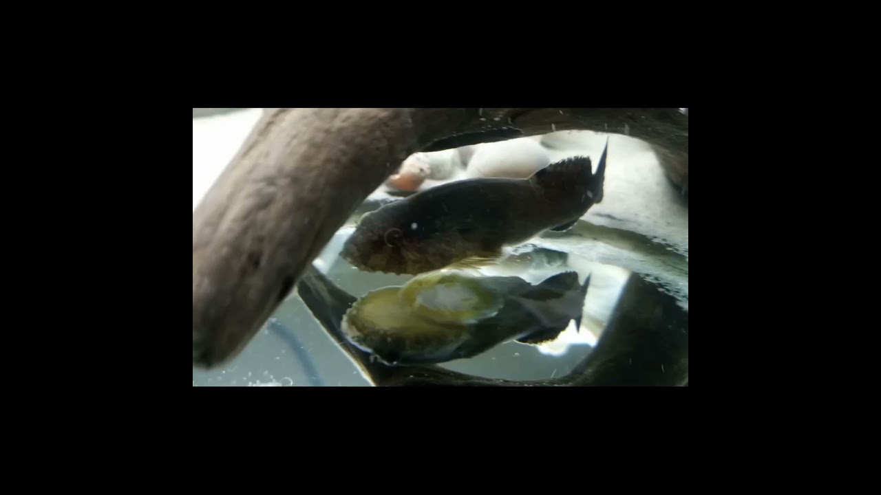 Bizarre Fish With A Suction Cup Belly?? #shorts #viral #trending # ...
