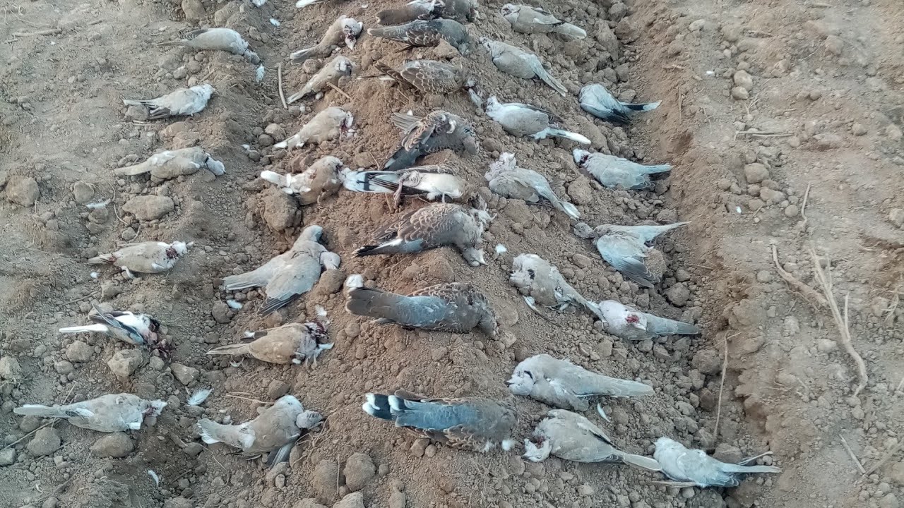 russian pigeon and dove hinting in Pakistan #jhelum river hunter #bast ...