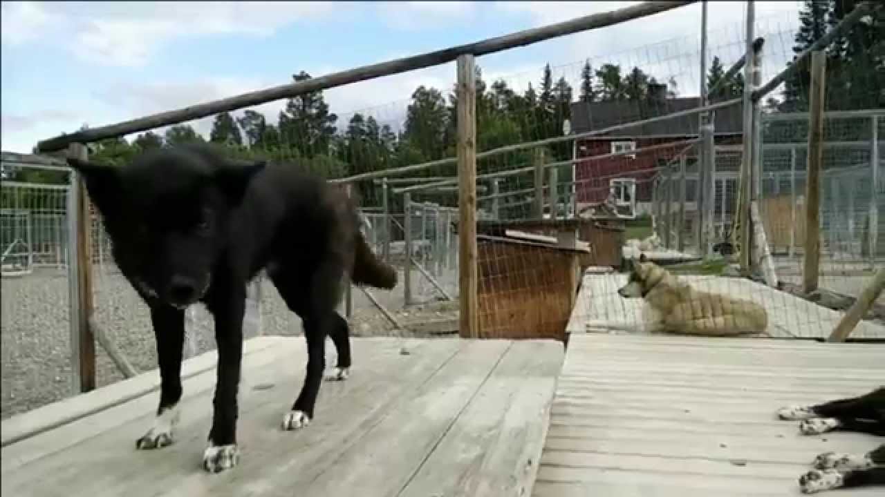 It only takes one dog to get the pack howling - YouTube
