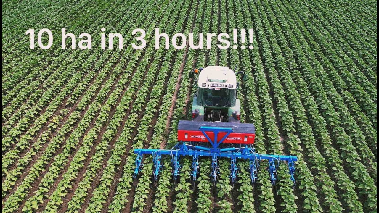CULTIVATING SUNFLOWERS 8 ROWS AT A TIME WITH MONOSEM SUPER CROP!! - YouTube