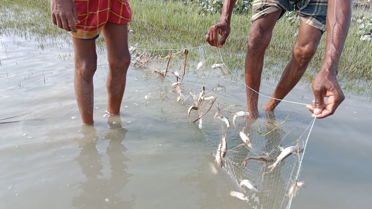 Awesome Traditional Current Net Fishing। নতুন পানিতে কারেন্ট জাল দিয়ে ...