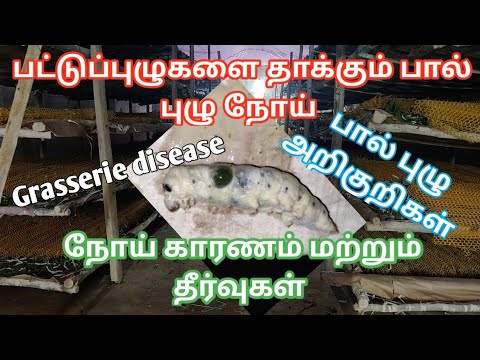Grasserie disease in silk worm in Tamil |பால் புழு நோய் காரணம்| பட்டுப் ...