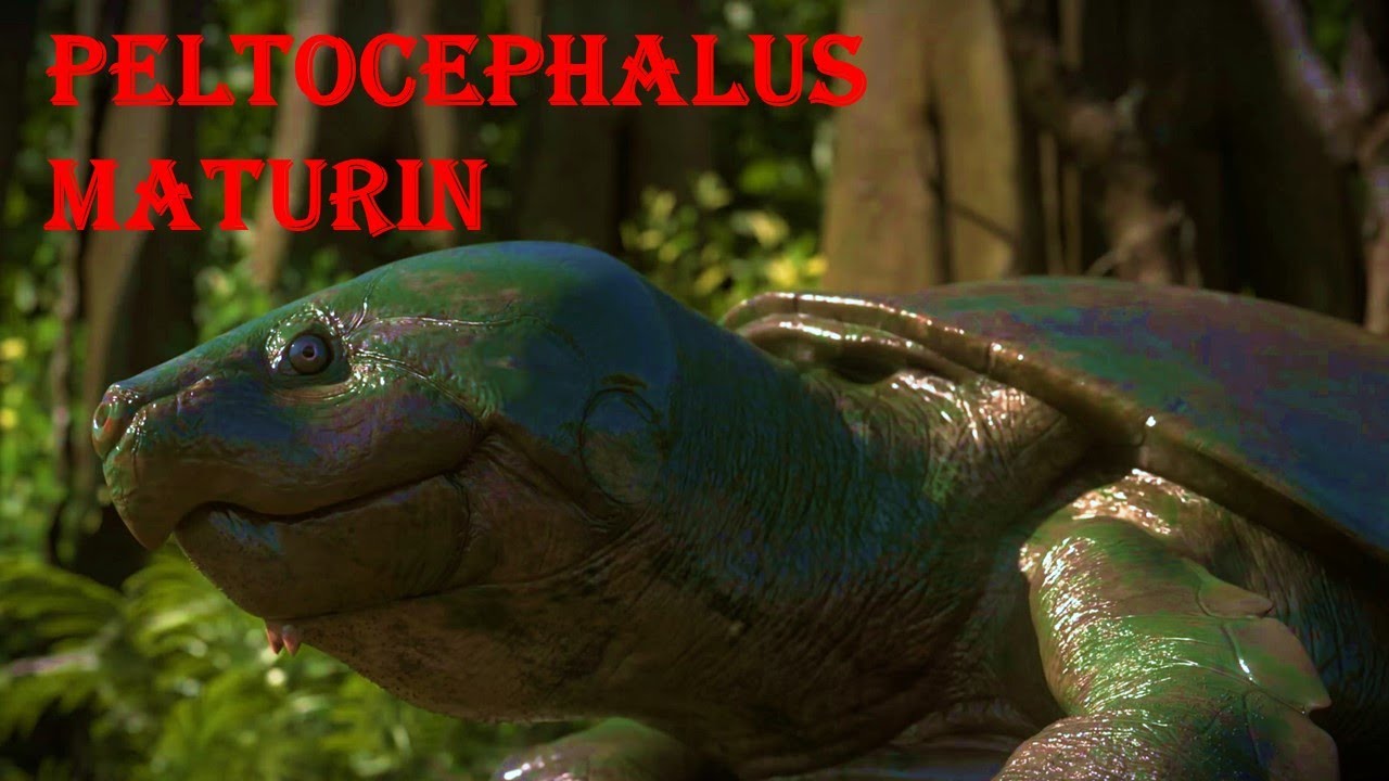 peltocephalus maturin - YouTube