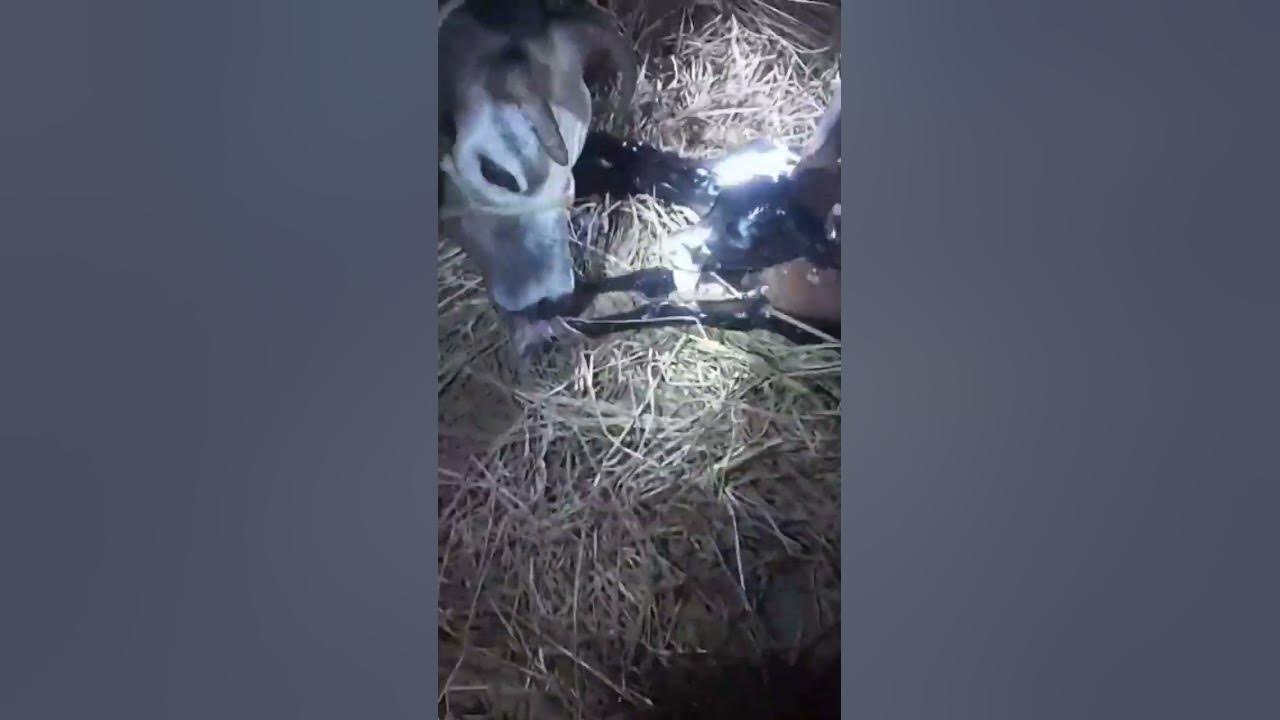 Cow Giving Birth lovely female calf #shorts #viral - YouTube