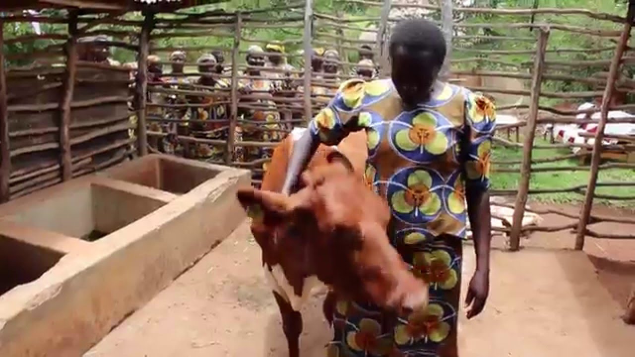 Pieminister sends cows to Kenya with charity Send a Cow - YouTube