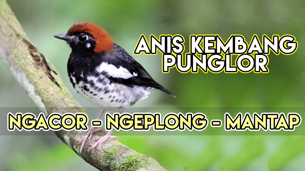 Masteran Anis Kembang | Punglor Gacor Ngeplong Mantap - YouTube