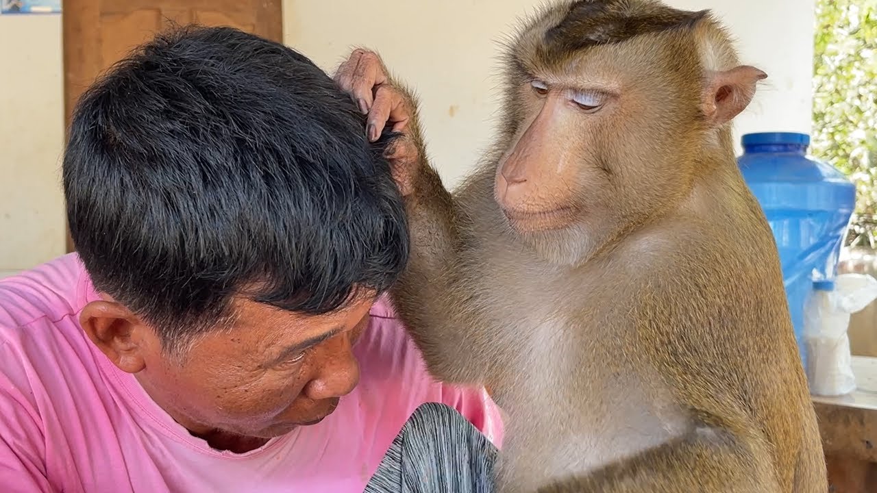 Adorable Tin Grooming Grandpa, Tin Focus Grooming One One - YouTube