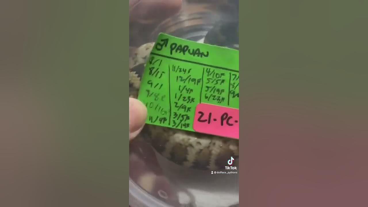 Big Carpet Python Unboxing from Inland Reptile! - YouTube