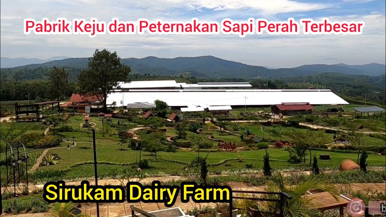 Pabrik Keju Pertama Dan Wisata Peternakan Sapi Terbesar | Sirukam Dairy ...