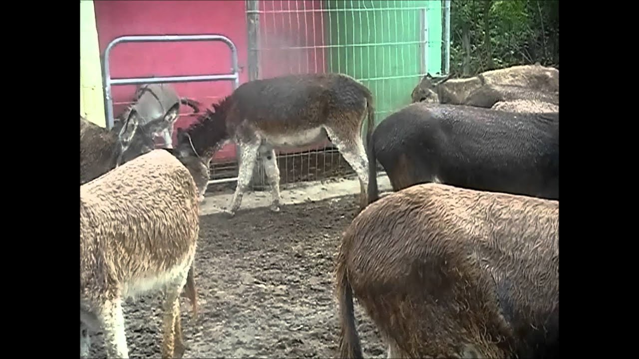 Antigua's Donkey Sanctuary & Animal Shelter (Friday 20th April 2012 ...
