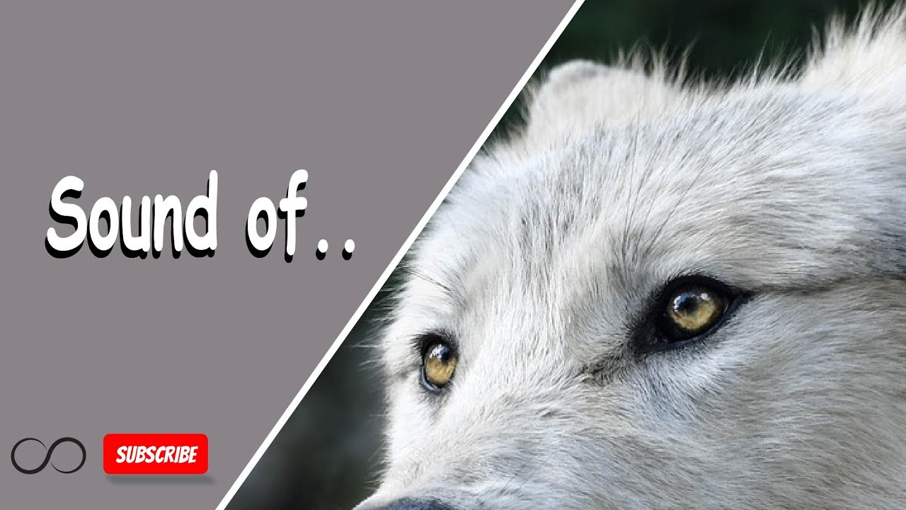 Animal Sounds for Children | @animalplanet Sound of WOLF - YouTube