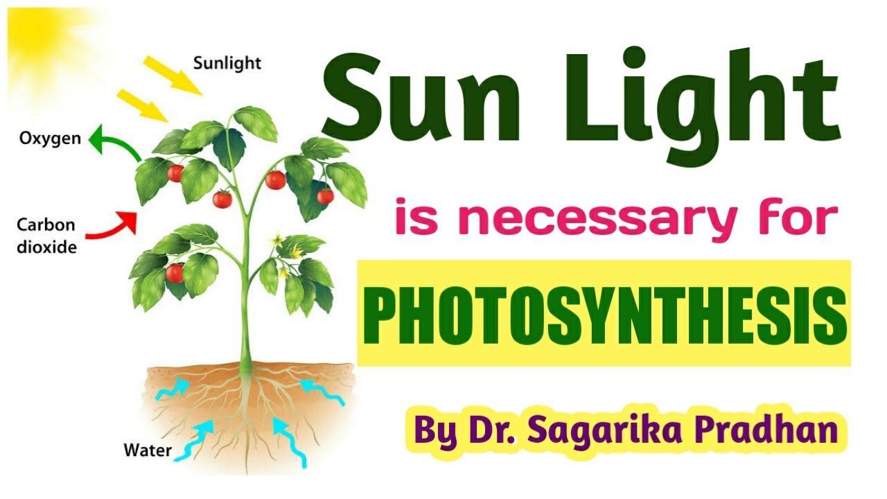 Activity to show that Sunlight is essential for Photosynthesis, Class ...
