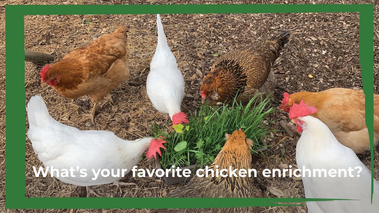 Our favorite chicken enrichments - YouTube