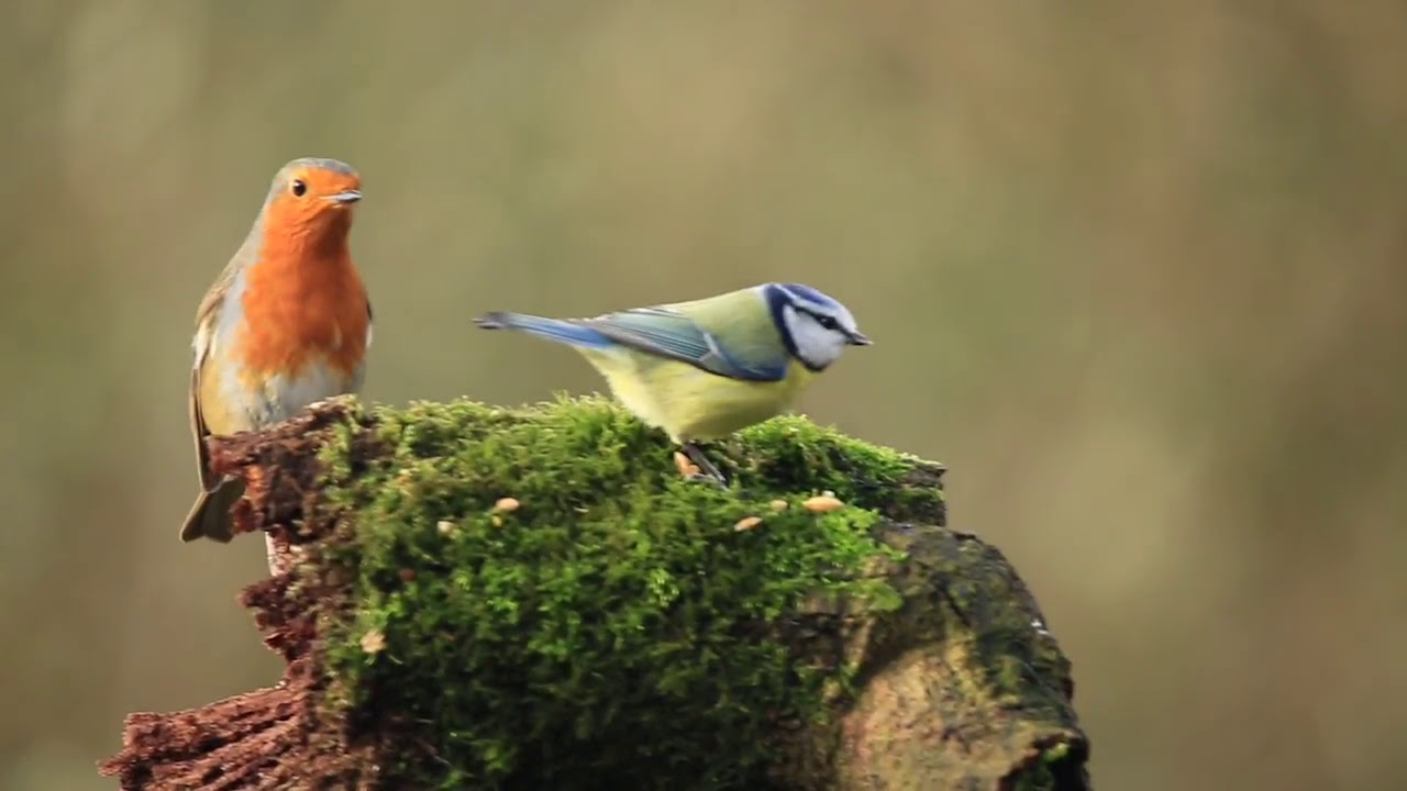 Wild Birds Feeding at the Lough Neagh Discovery Centre Oxford Island ...
