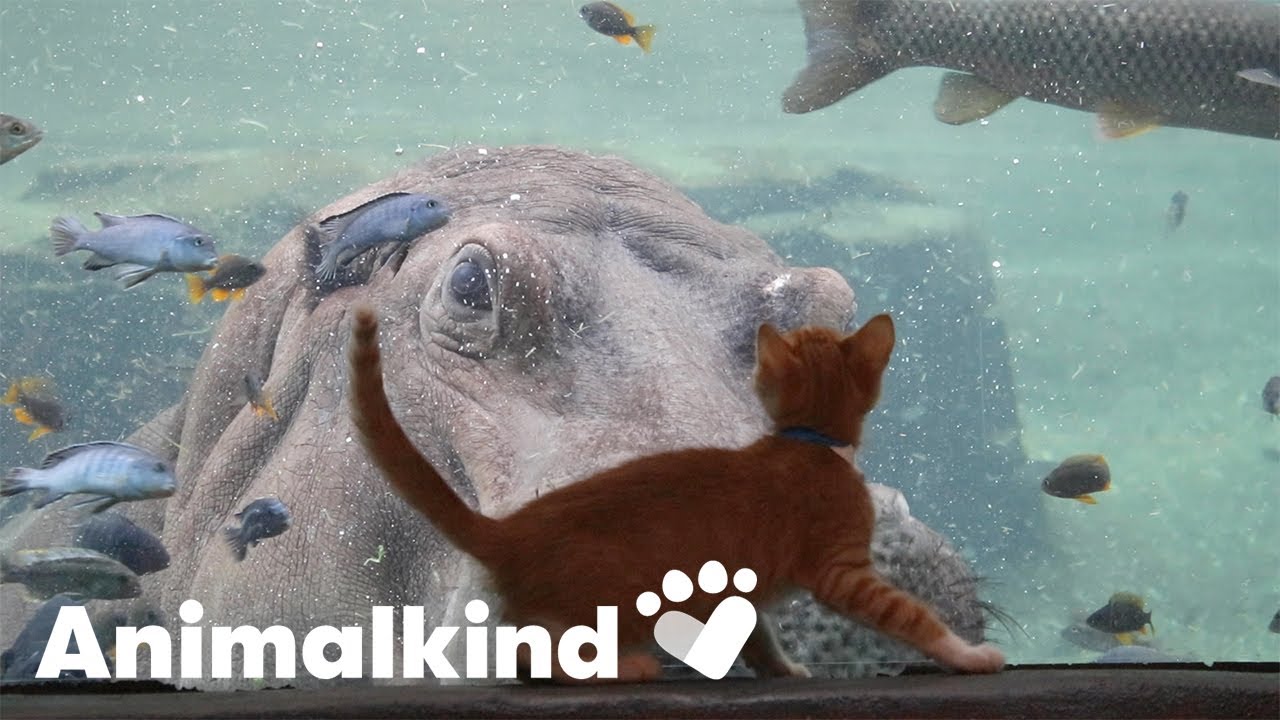 Kittens and puppies descend on closed zoo | Animalkind - YouTube