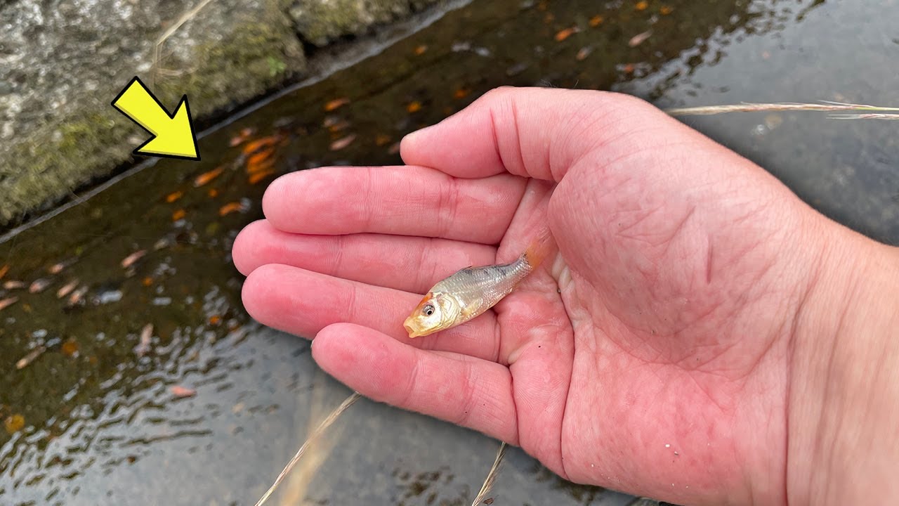I found this Beautiful Koi Fish in a Street Canal of Japan.. - YouTube