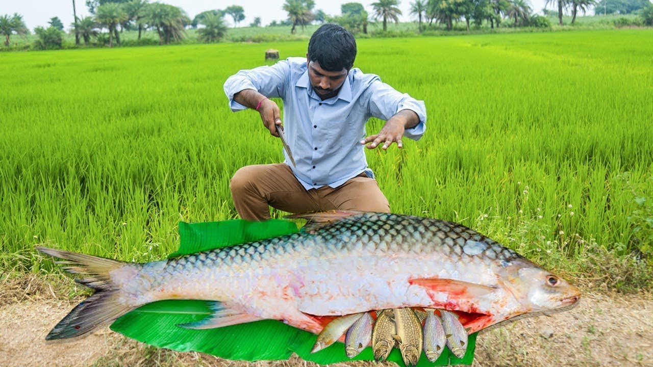 Amazing Fish Cutting Compilation | Fish Trapping - YouTube