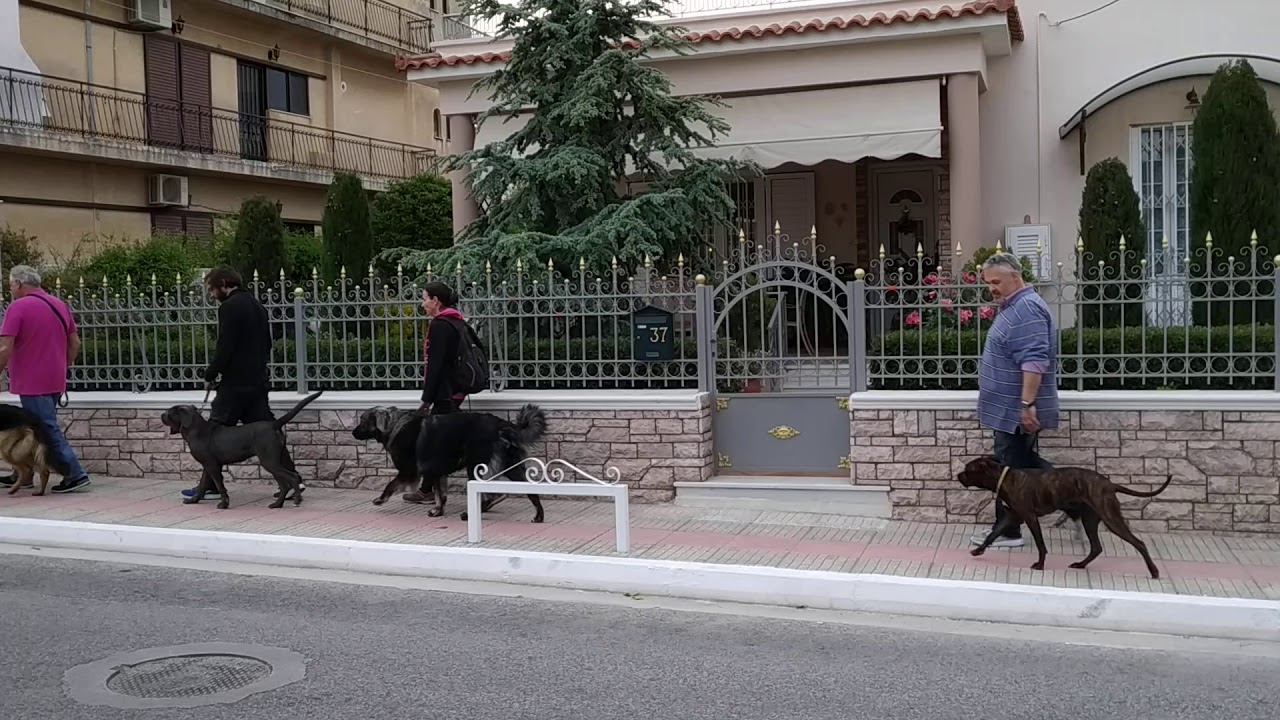 ΕΚΠΑΙΔΕΥΣΗ ΣΚΥΛΩΝ - YouTube