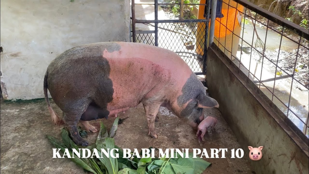 Kandang Babi Mini Part 10 🐷 (Melahirkan) - YouTube