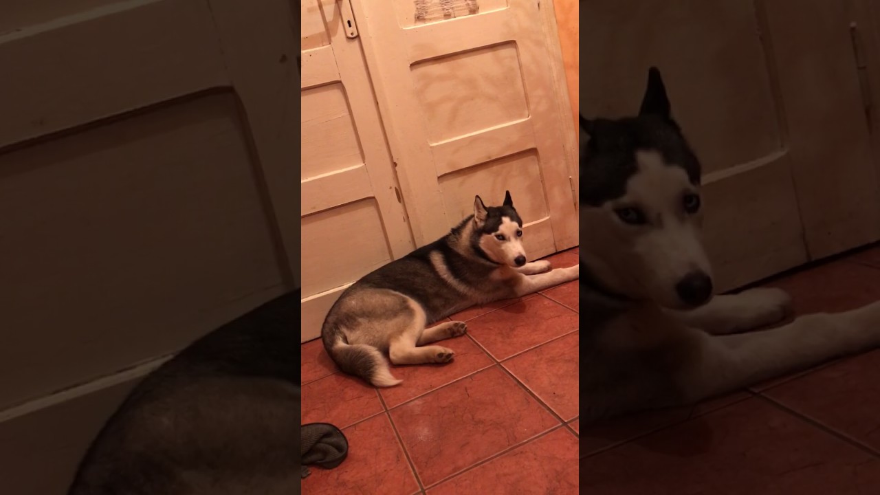 Husky Dog Talking - "I love you" - YouTube