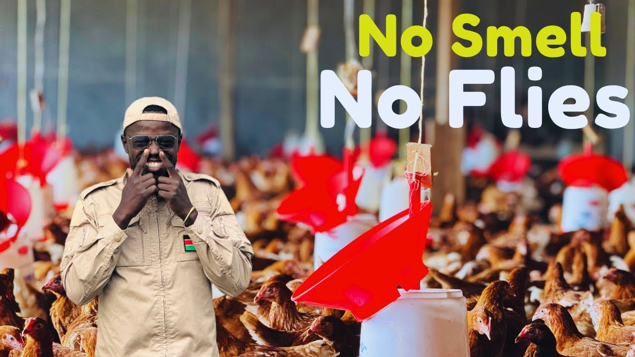 No Smell Chicken Farm (No Flies at Home) - YouTube