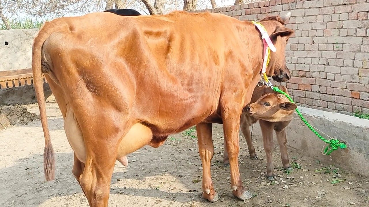 jarsi cross cow | friesian chulstani cross cow for sale in Pakistan 29 ...