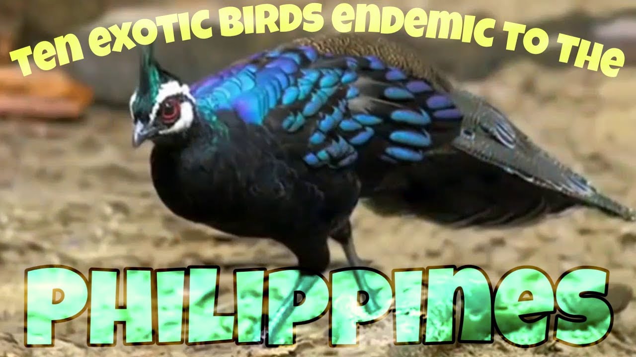 10 exotic birds Endemic to the Philippines 🇵🇭 - YouTube