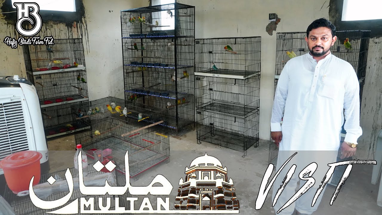 Visit Rana Ansar Aviary From Multan || Love Birds Farming Business #HBFarm #lovebirds #breeding ...