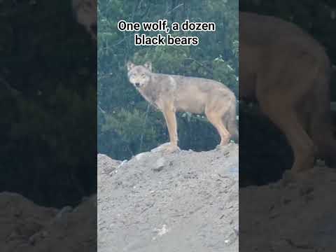 one wolf, a dozen black bears!cheers. - YouTube