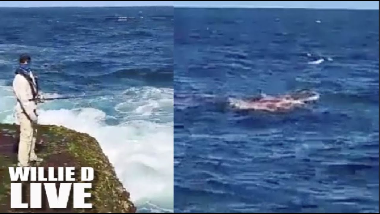 Video Shows Horrifying Moments Swimmer Being Eaten Alive By a 14FT ...