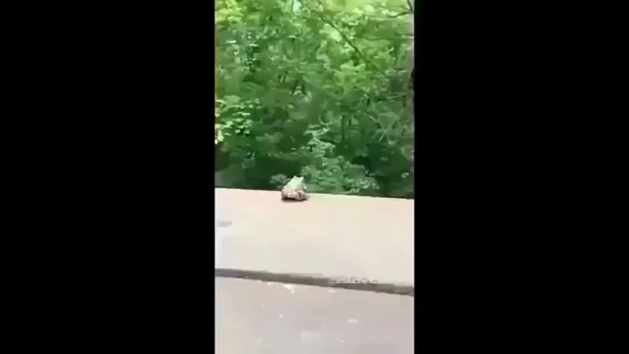 Frog jumps off bridge (meme) but its damaged coda - memeit#2 - YouTube