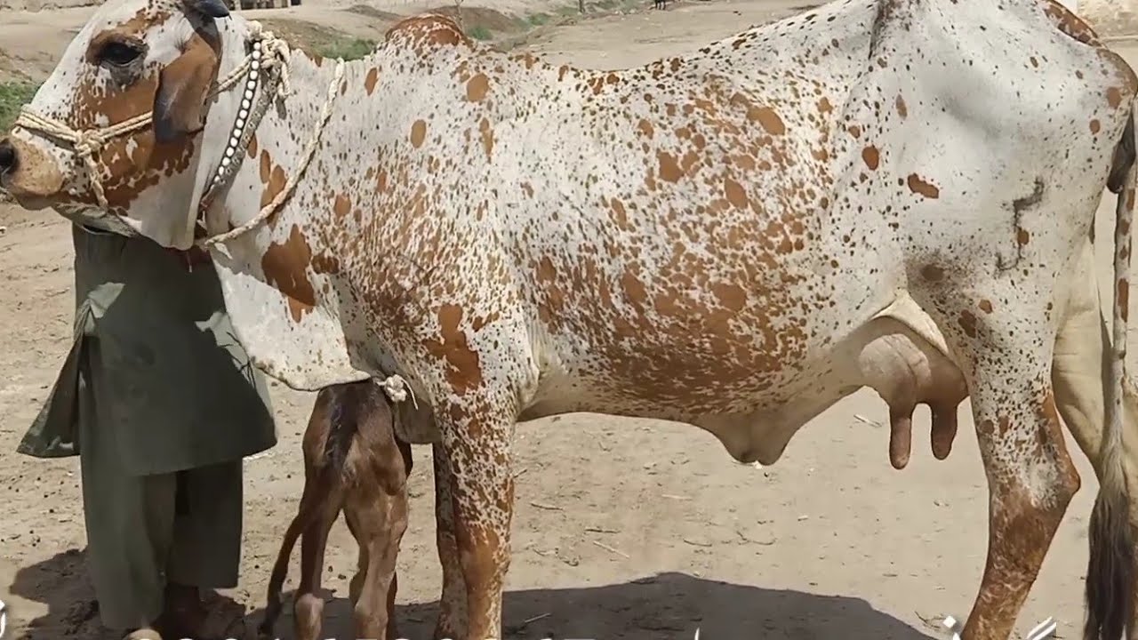 cholistani cow far sale 18,5,2020 - YouTube