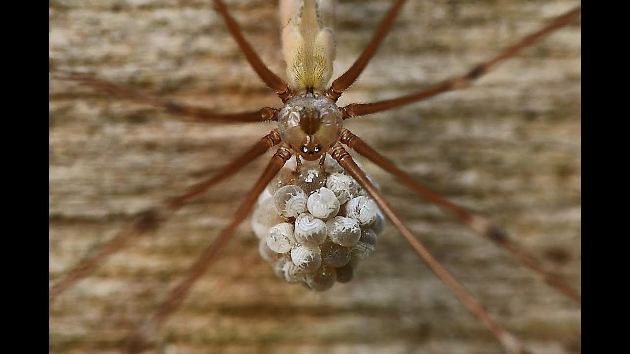 Grote trilspin Pholcus phalangioides, vrouwtje met eipakket - YouTube