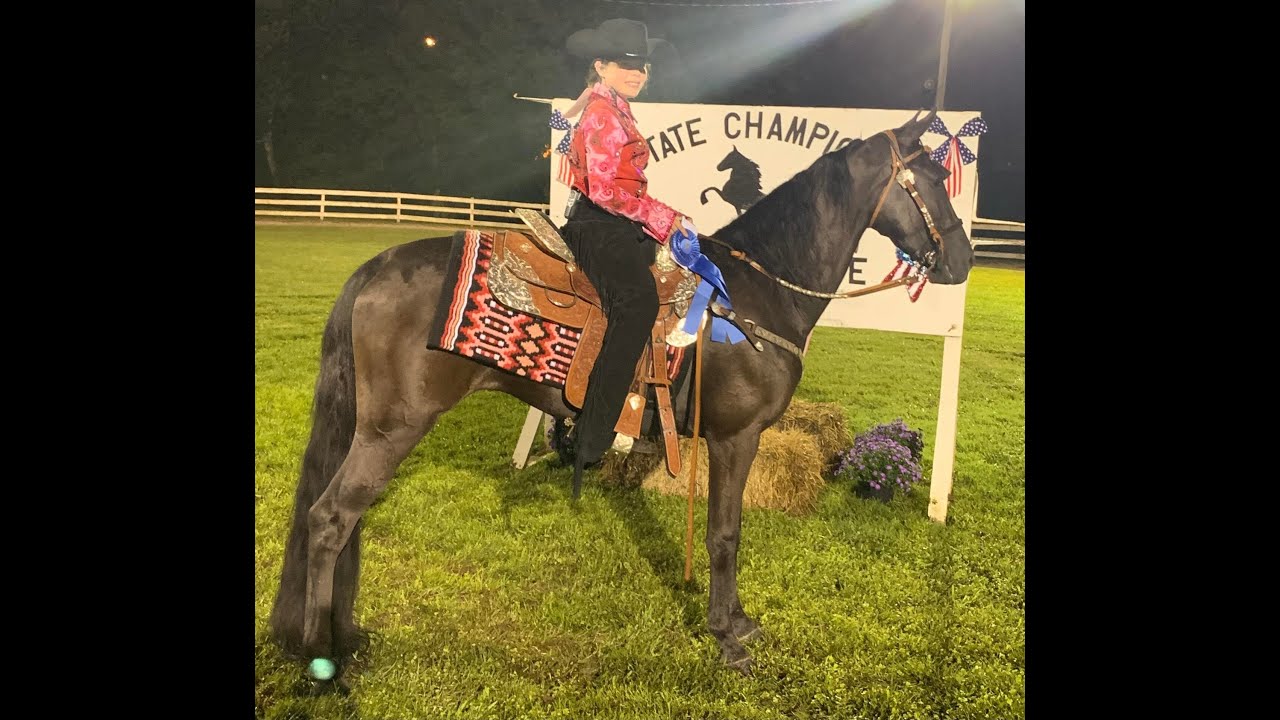 DIXIE 5 YO 15 HH TWH Show Mare - YouTube